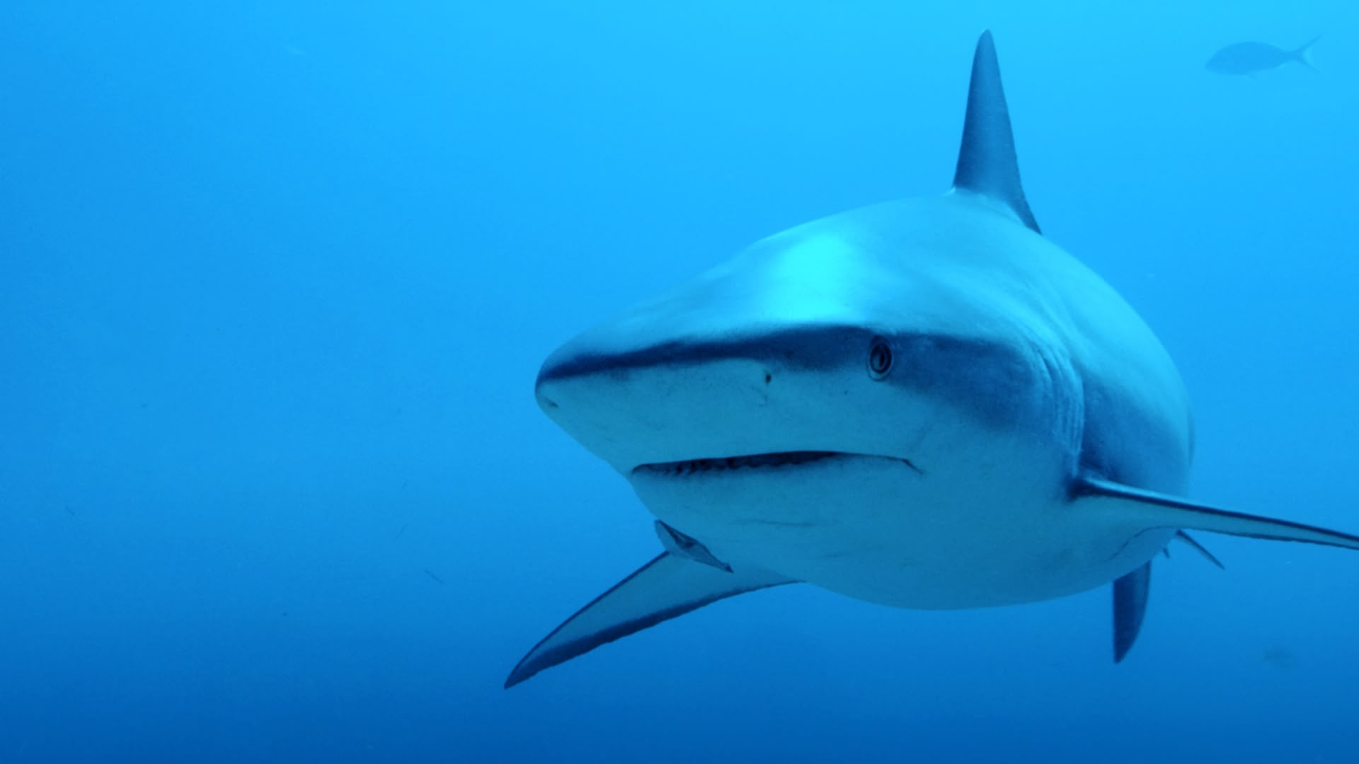 Shark Squad | Sky.com