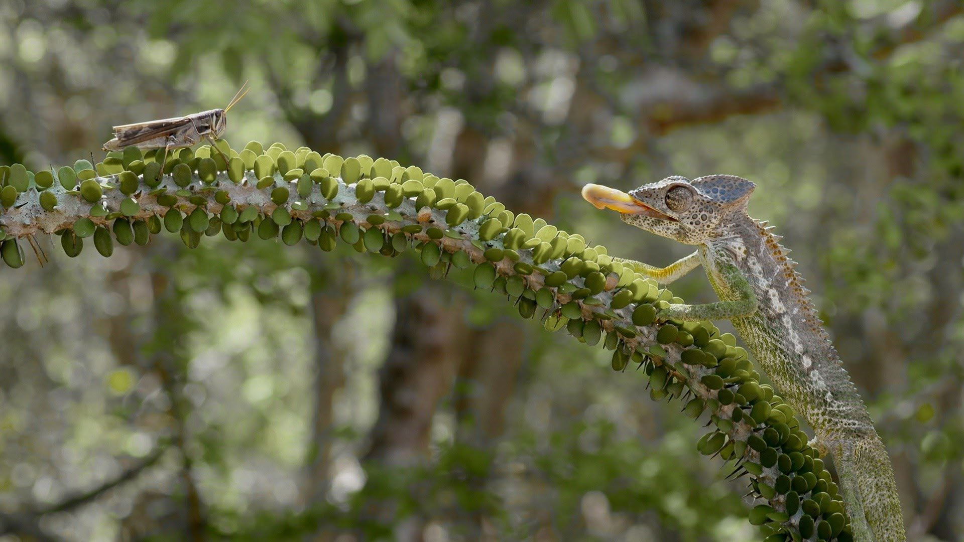 Wild Workers | Sky.com