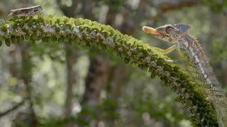 Wild Workers | Sky.com