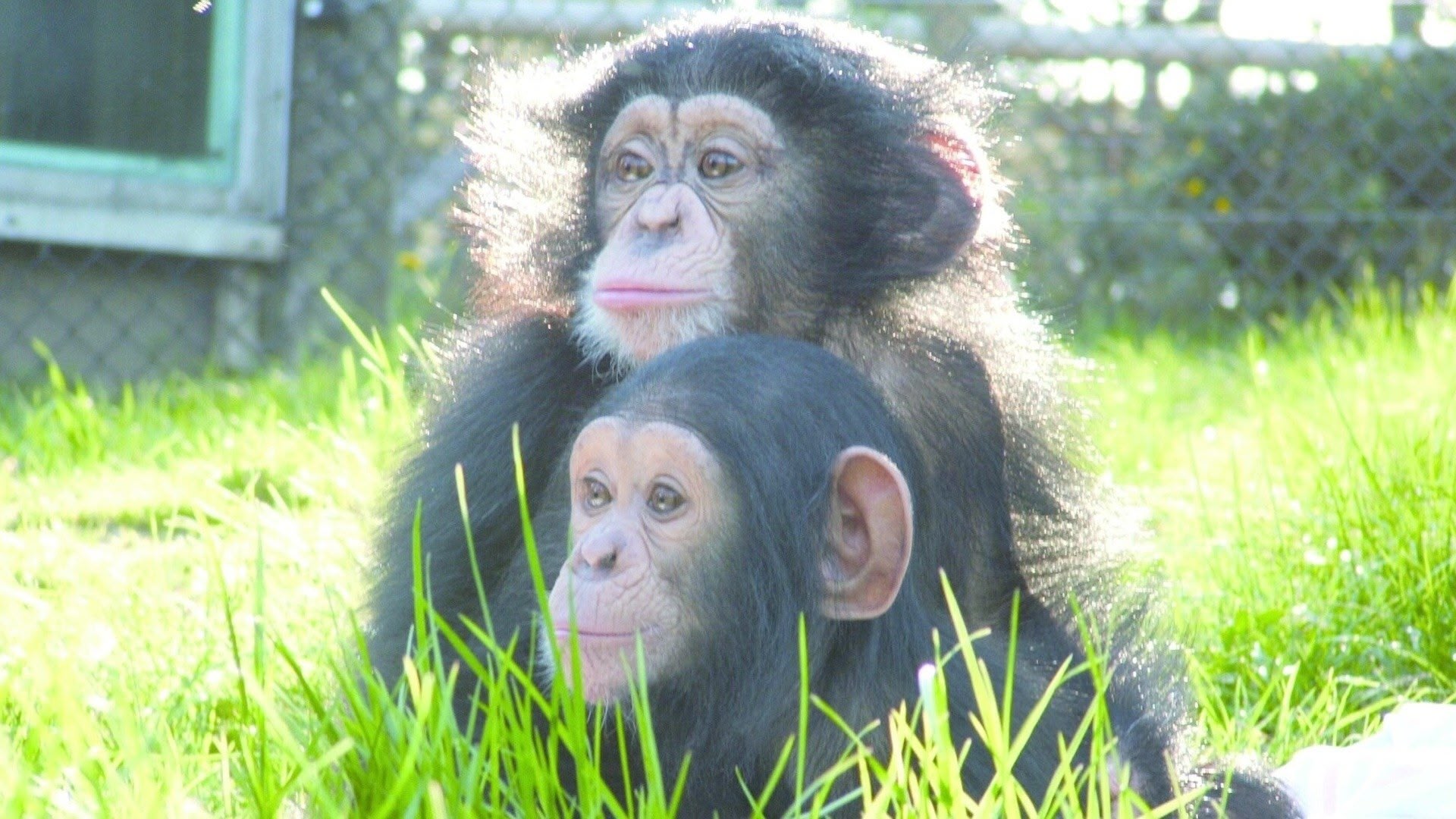 Monkey Life | Season 8 Episode 14 | Sky.com