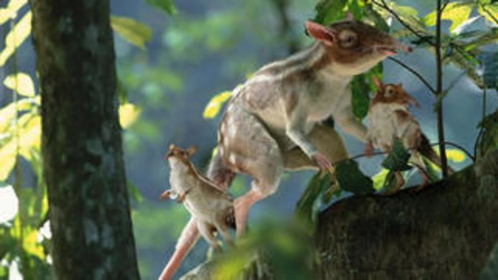 Walking With Beasts Australopithecus