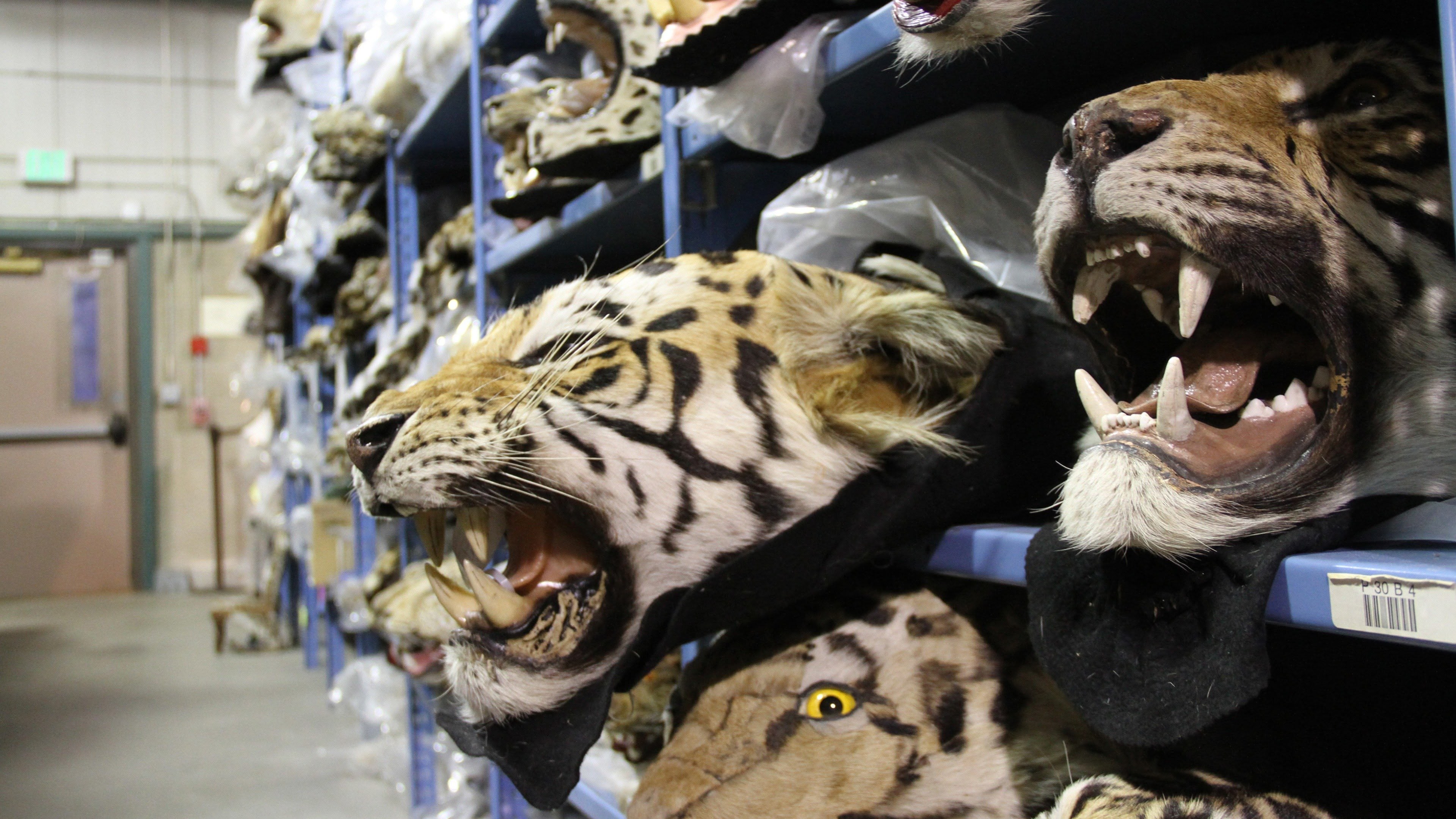 Racing Extinction | Sky.com