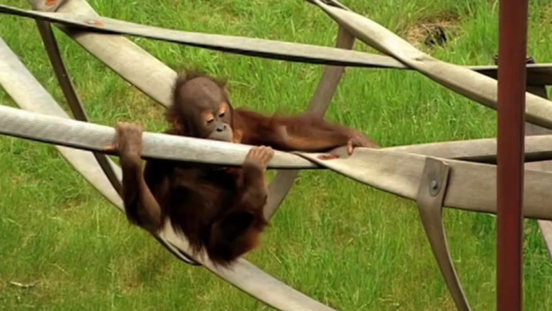 Monkey Life | Season 2 Episode 1 | Sky.com