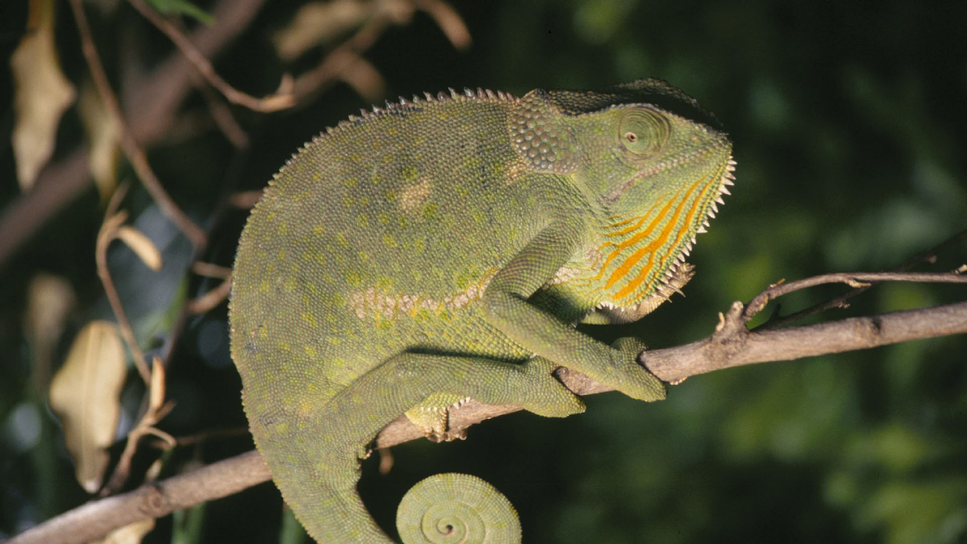 World's Weirdest Animal Faces | Sky.com