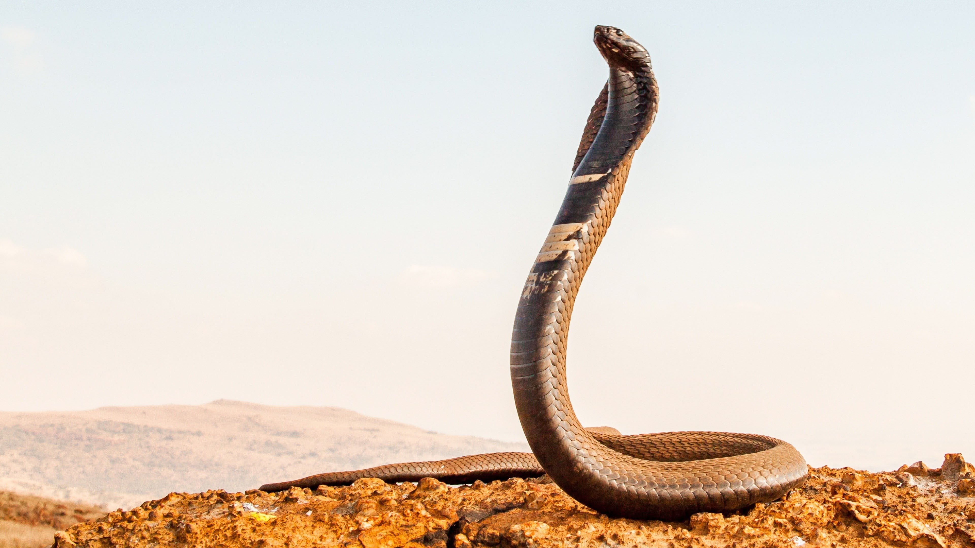 Extreme Snakes | Sky.com