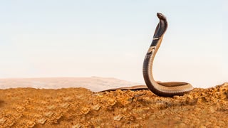 Extreme Snakes | Sky.com