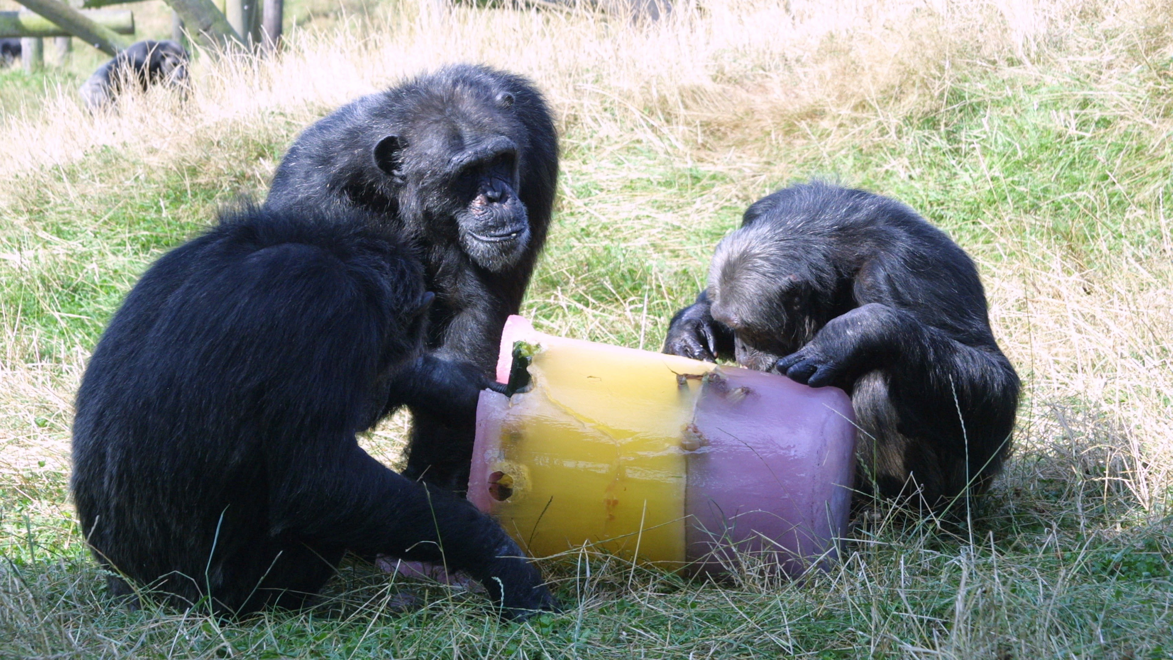 Monkey Life | Season 6 Episode 15 | Sky.com