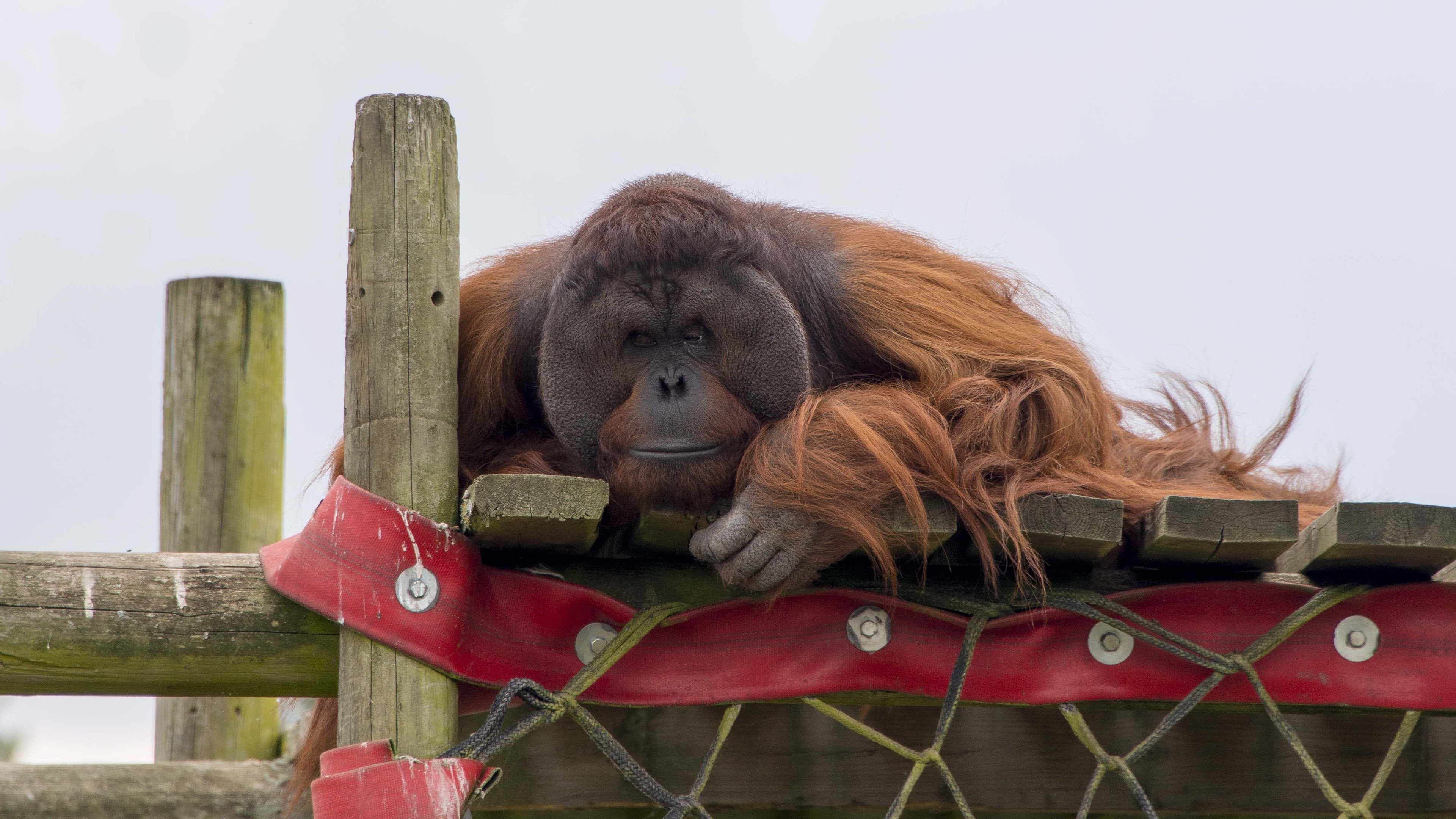 Monkey Life | Season 8 Episode 9 | Sky.com