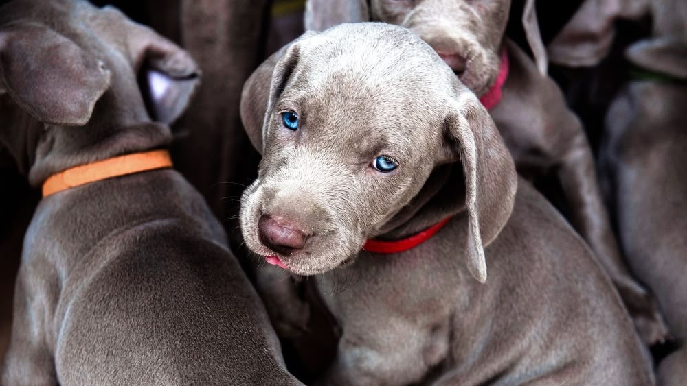 Is There A Season For Puppies