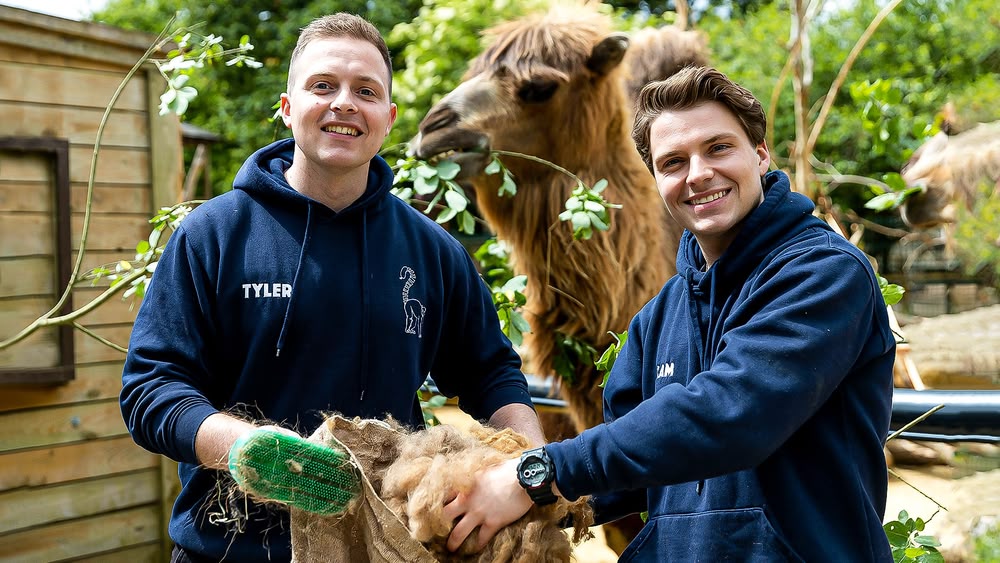 The Zoo Dream Team