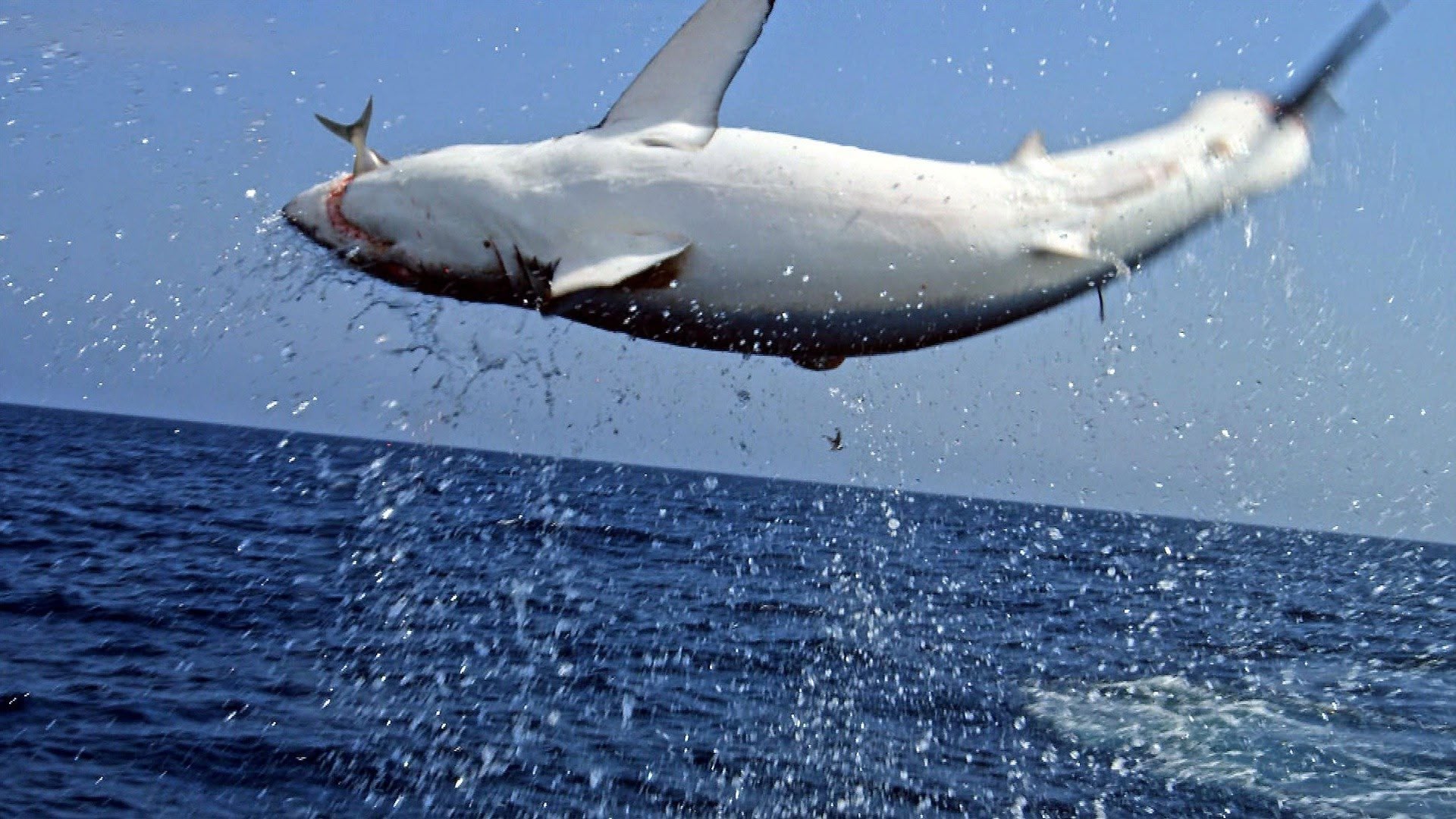 Monster Mako: Perfect Predator | Sky.com