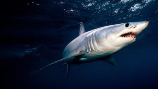 Monster Mako: Perfect Predator | Sky.com