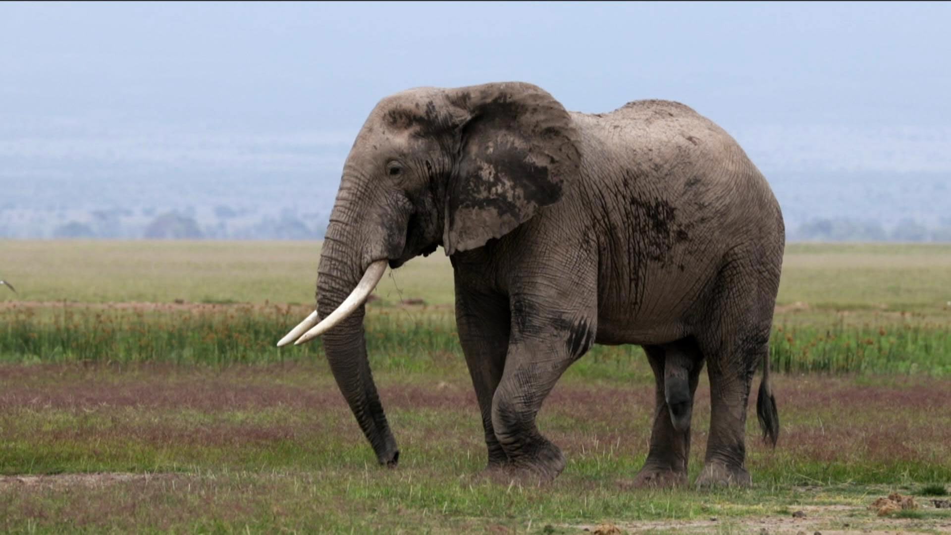 UK Ivory Ban Comes Into Force 06/06/22 | Sky.com