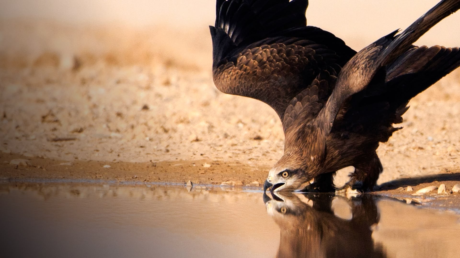 Wild Israel | Sky.com