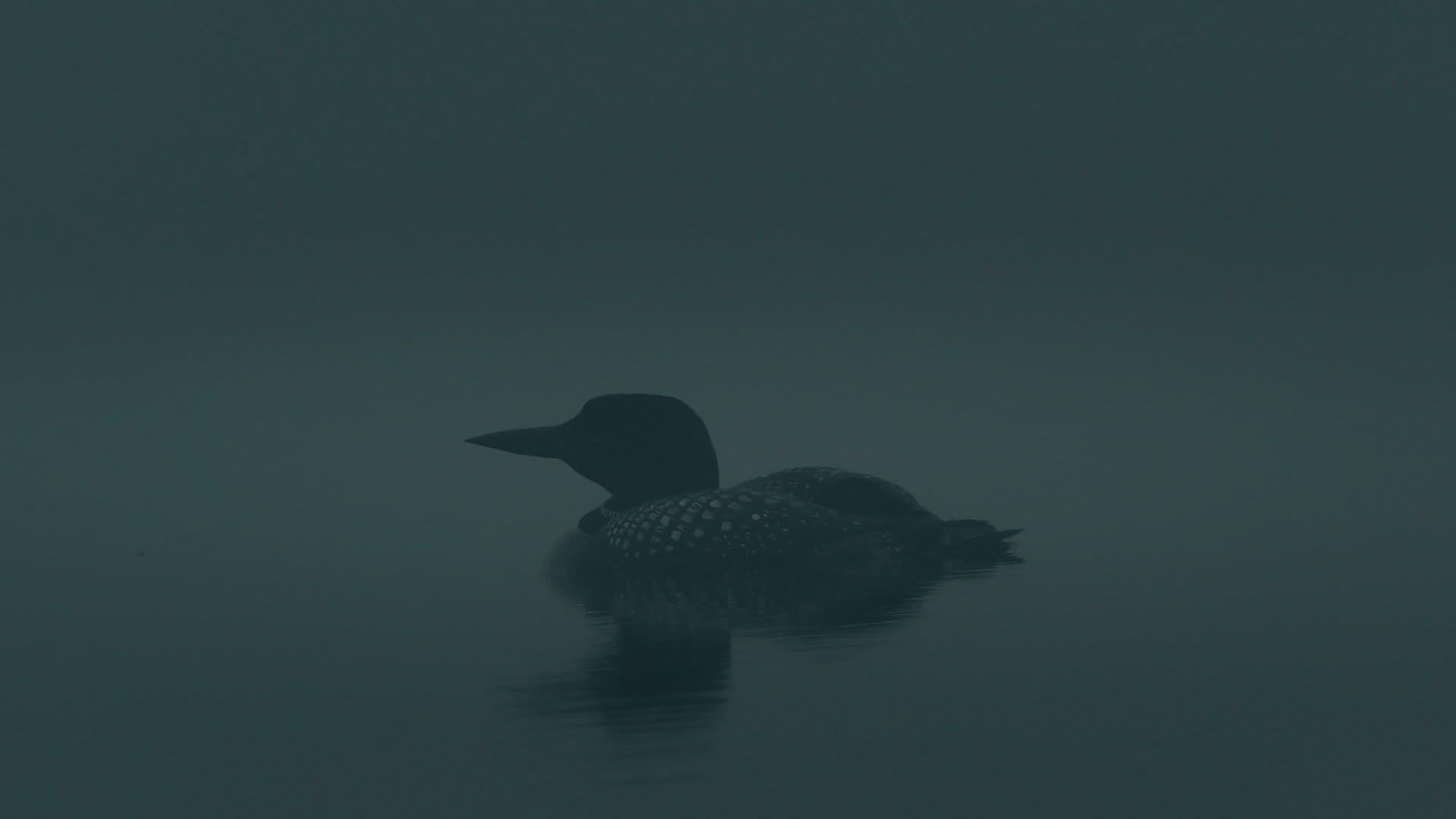 Loons: A Cry From the Mist | Sky.com