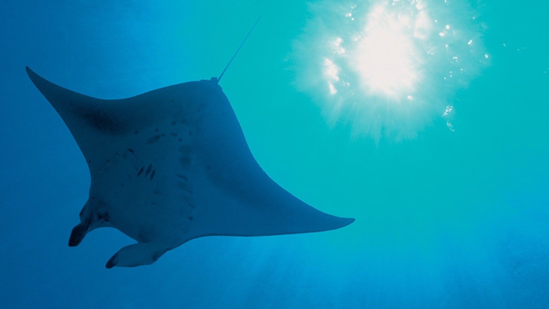 The Blue Planet | Sky.com