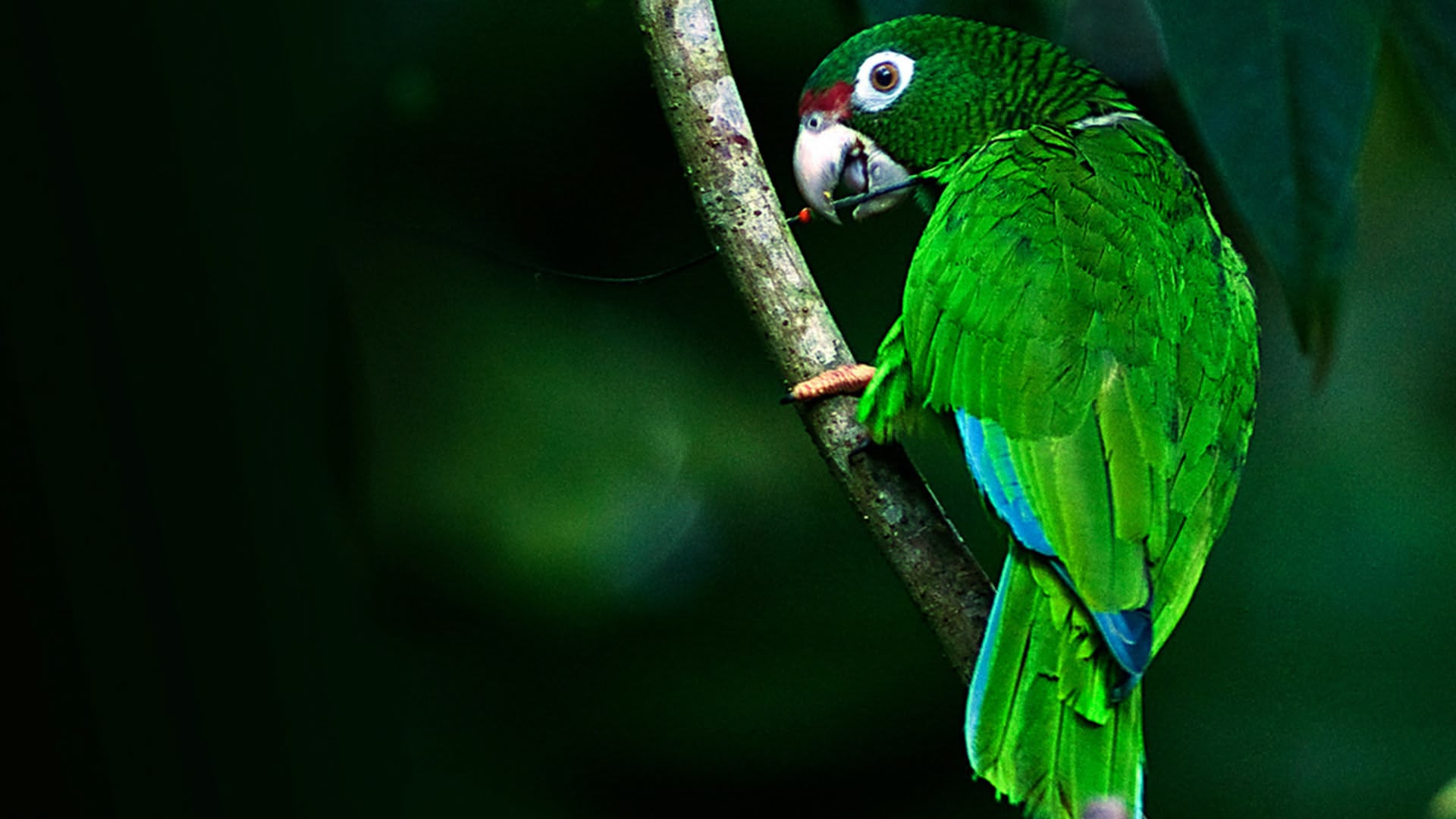 Natural World | Sky.com