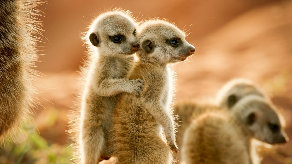 Images Of Wild Baby Animals