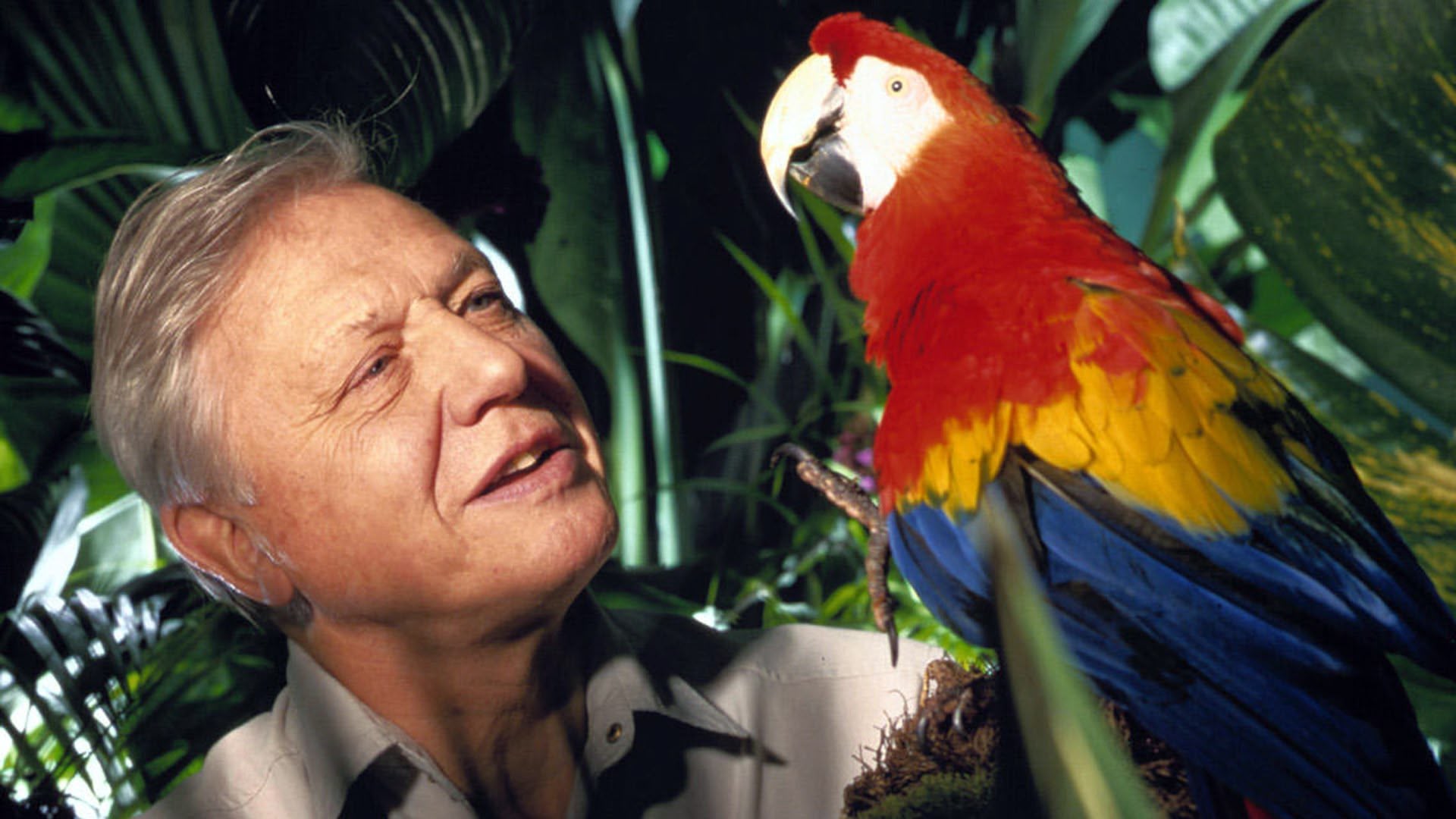 The Life of Birds | Sky.com