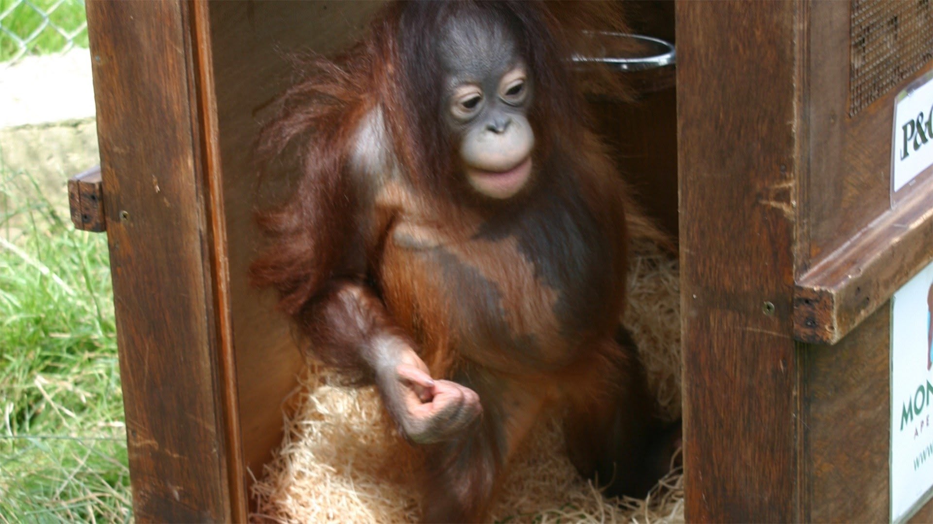 Monkey Life | Season 4 Episode 10 | Sky.com